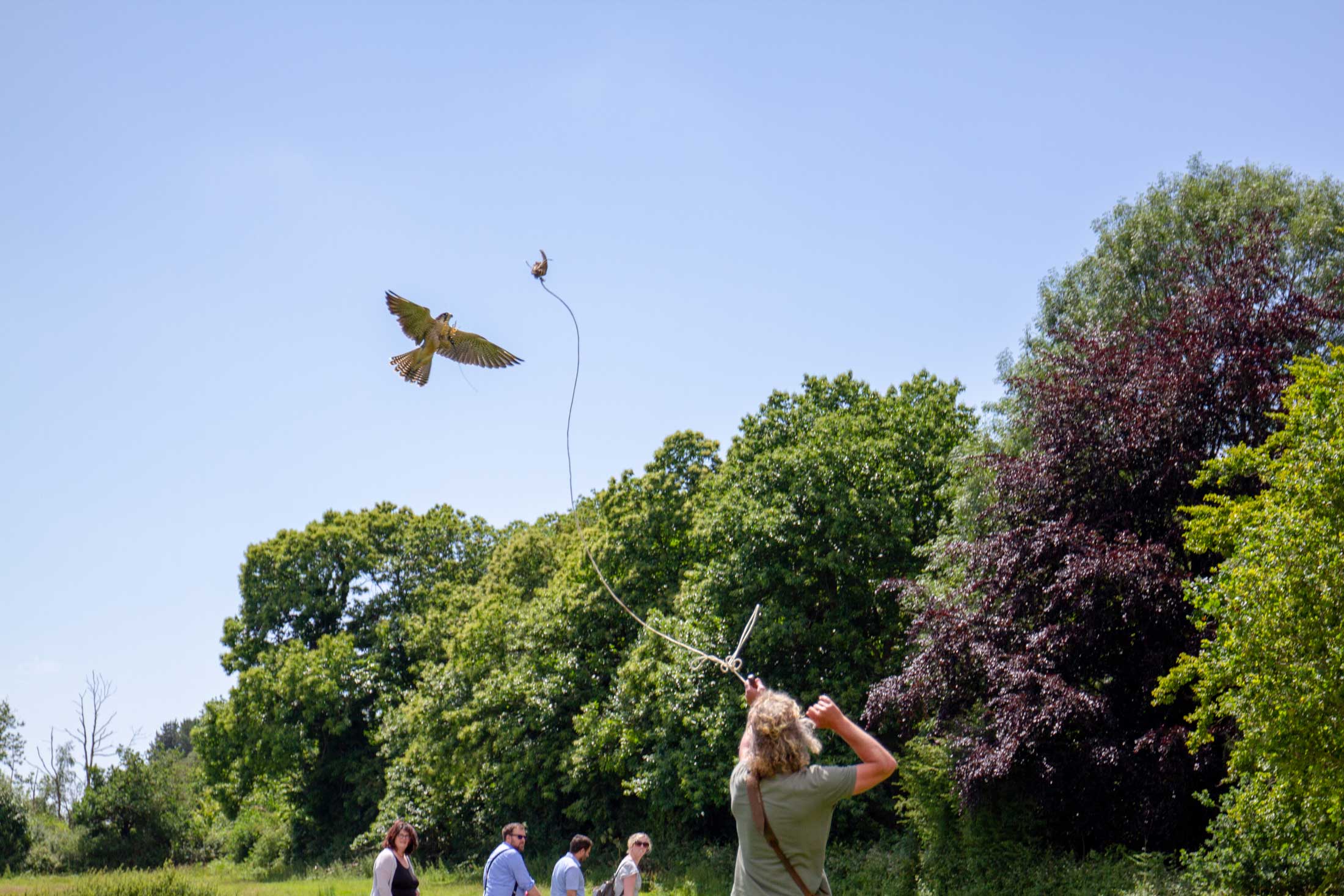 Falconry Experience - Herstmonceux Castle