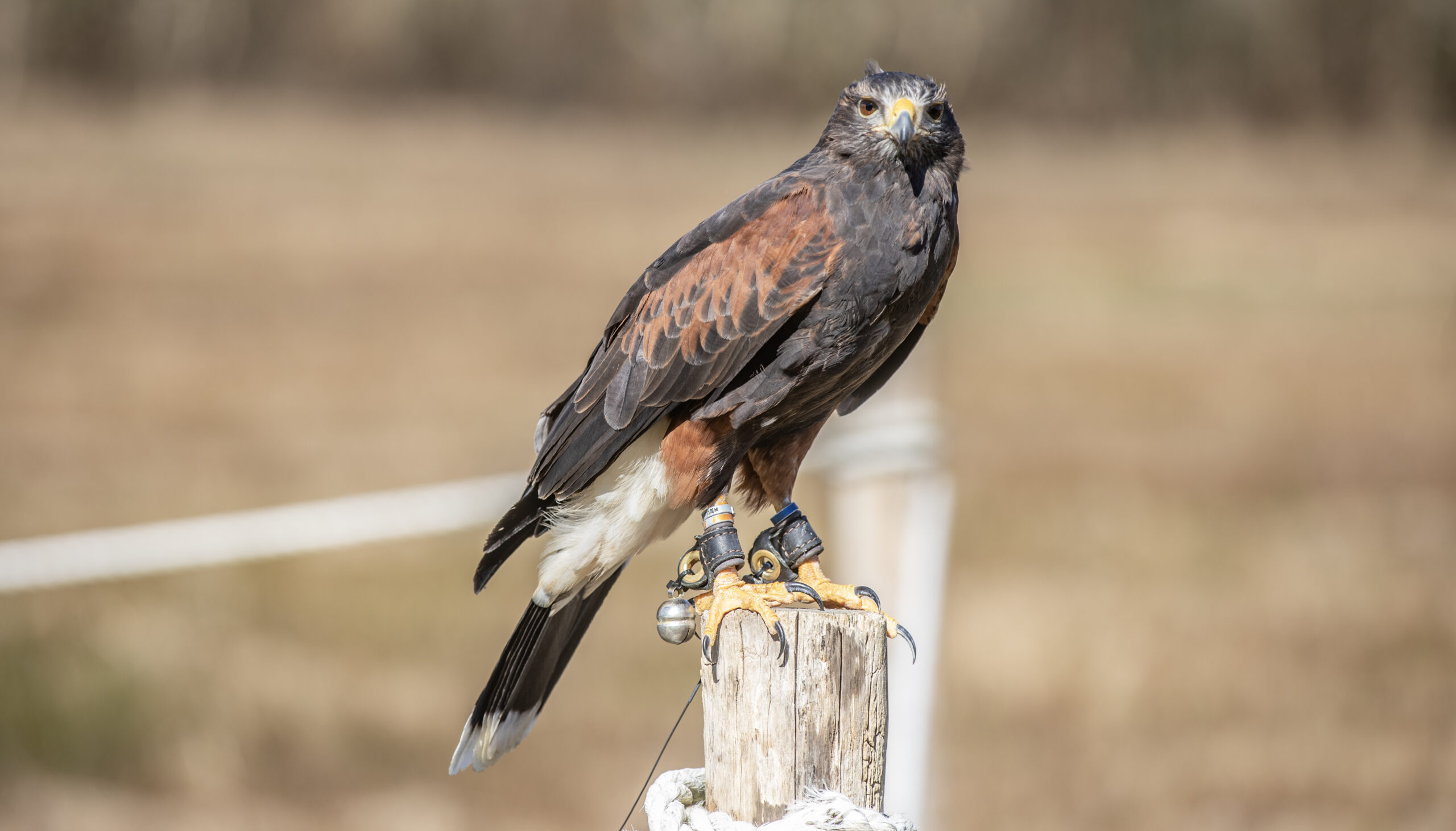 Wednesday 28th May Falconry display - Herstmonceux Castle